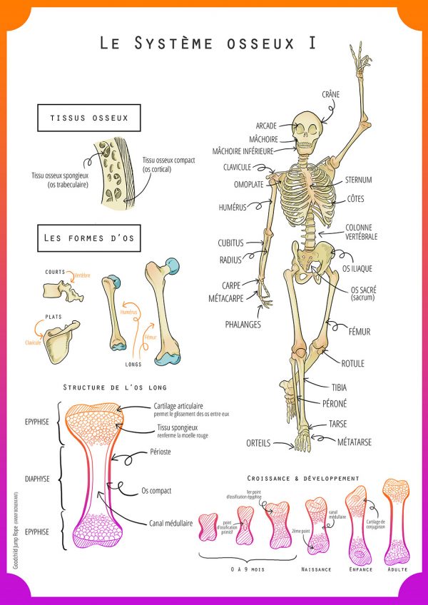 Le système osseux 1 : structure et croissance de nos os - Goodchild ...
