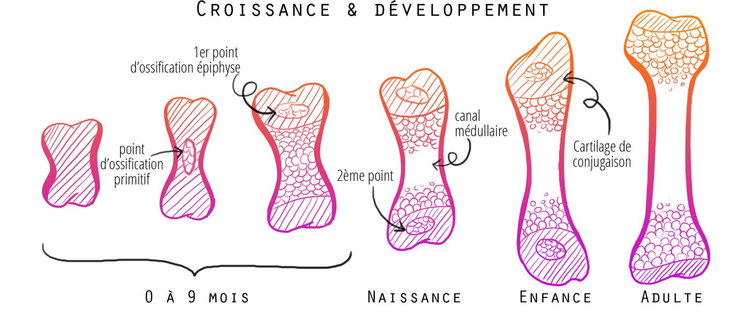 Le système osseux 1 : structure et croissance de nos os - Goodchild ...