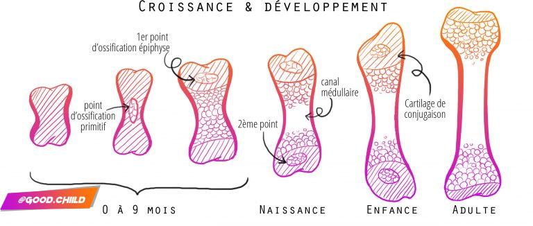 Le système osseux 1 : structure et croissance de nos os - Goodchild ...