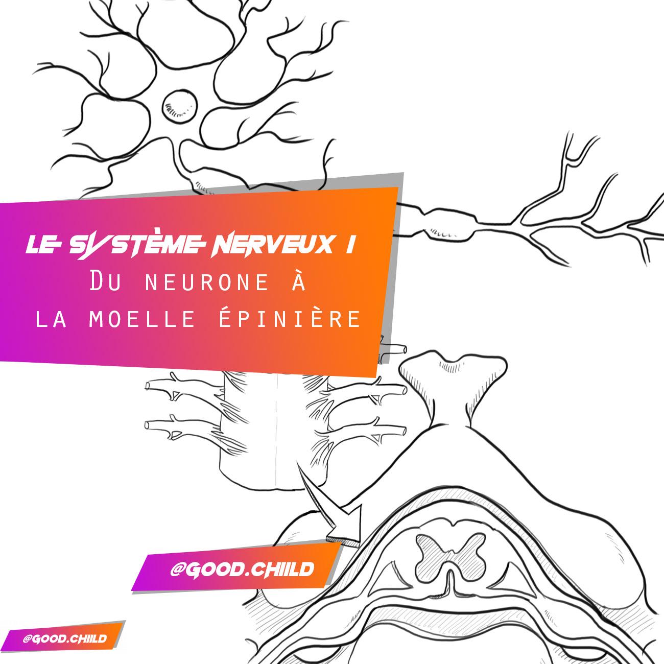 Le système nerveux 1 : du neurone à la moelle épinière - Goodchild ...