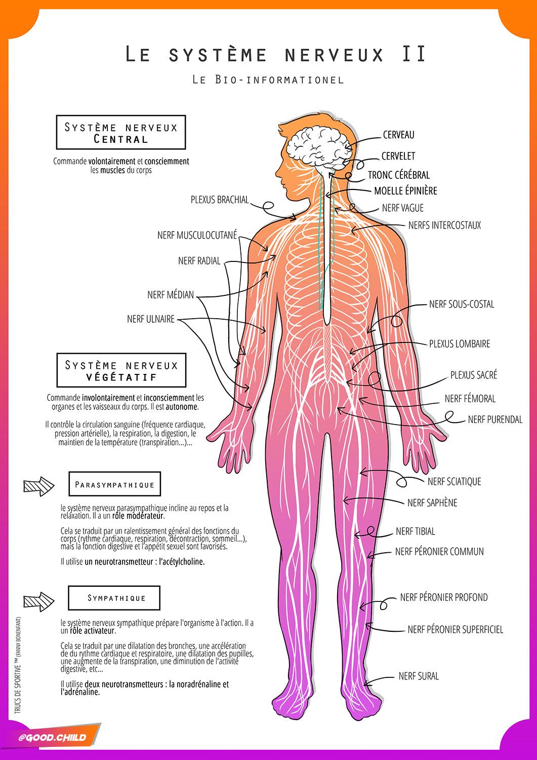 Le système nerveux 2 : sympathique et parasympathique - Goodchild corde ...