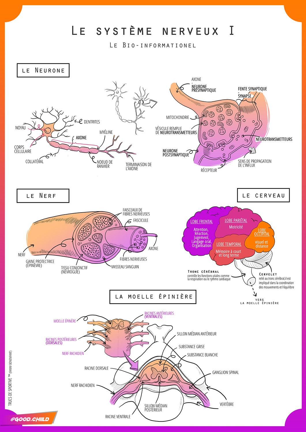 Le système nerveux 1 : du neurone à la moelle épinière - Goodchild ...