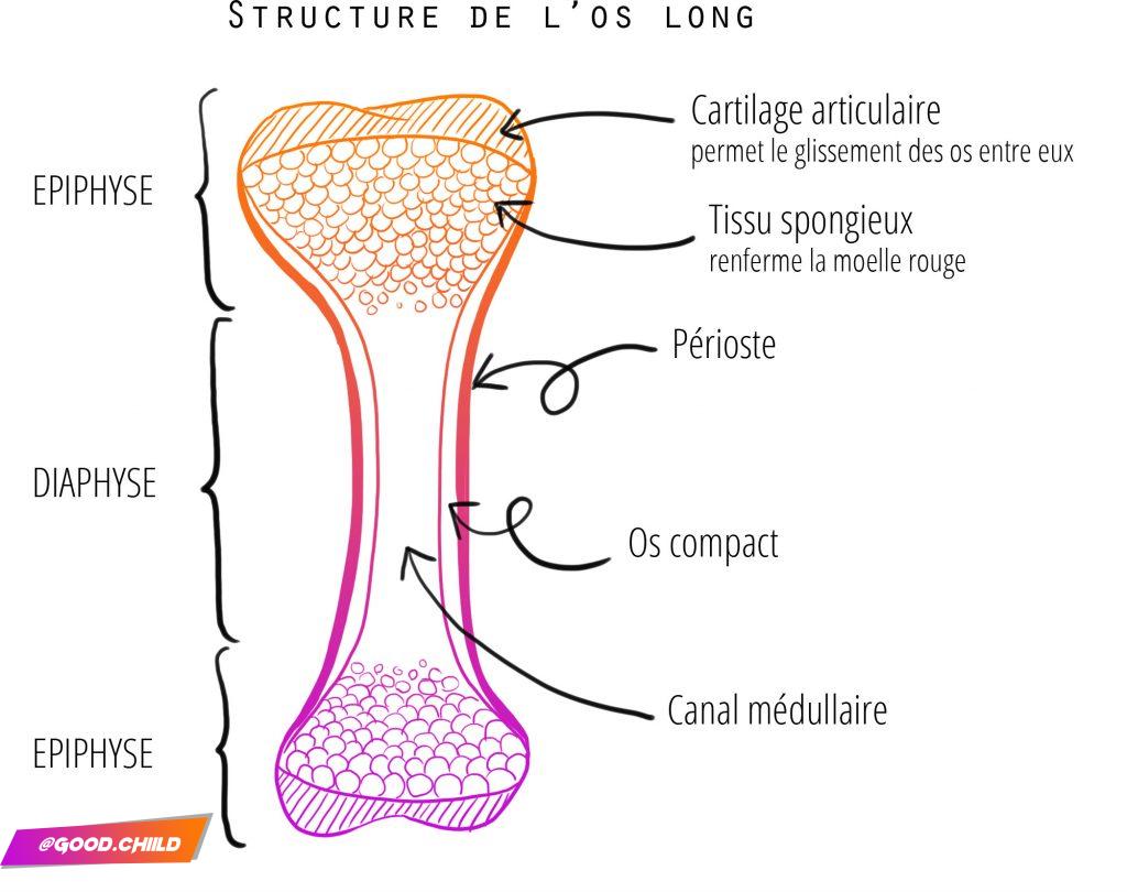 Le système osseux 1 : structure et croissance de nos os - Goodchild ...