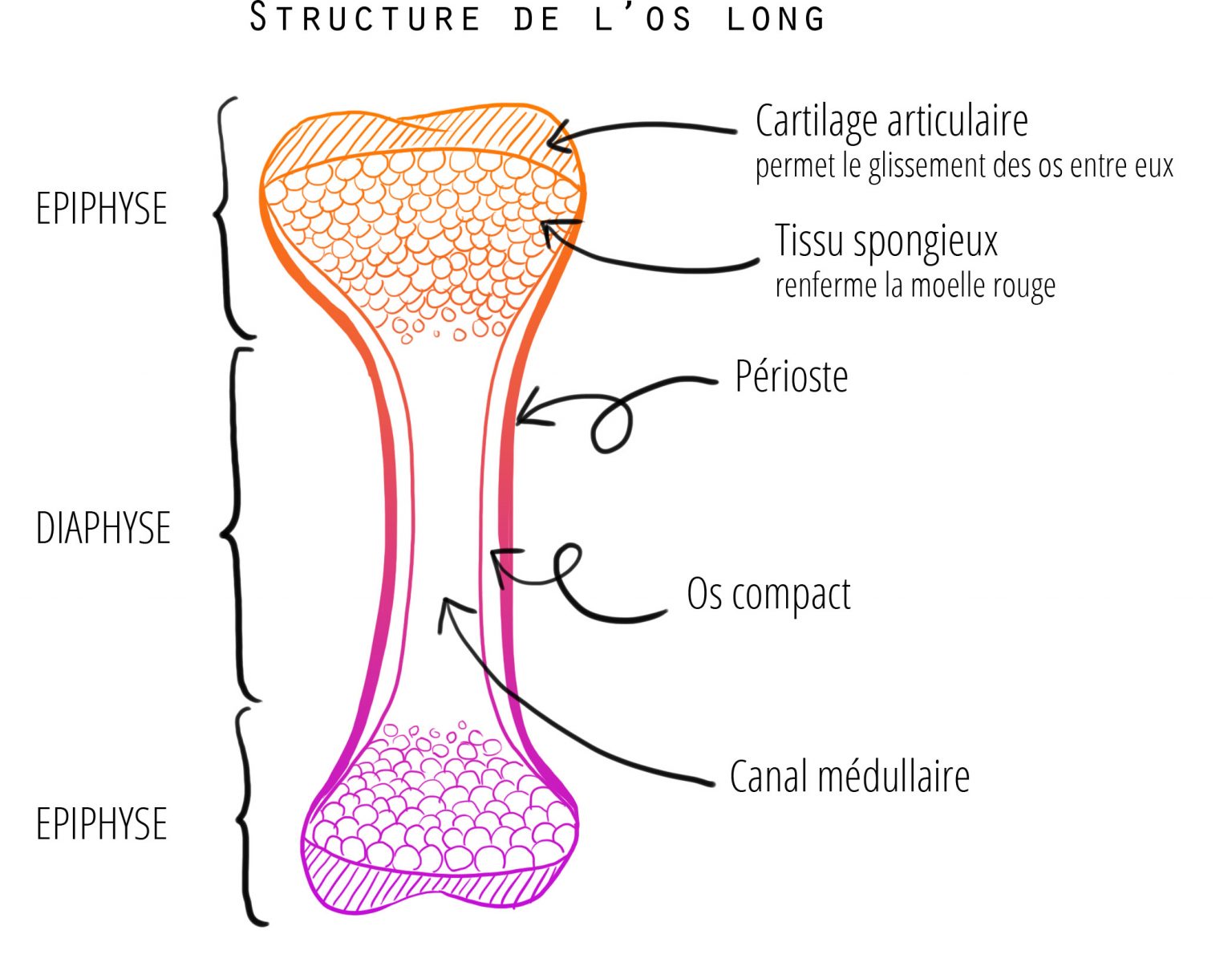 Le système osseux 1 : structure et croissance de nos os - Goodchild ...