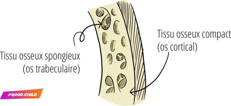 Le système osseux 1 : structure et croissance de nos os - Fanny ...