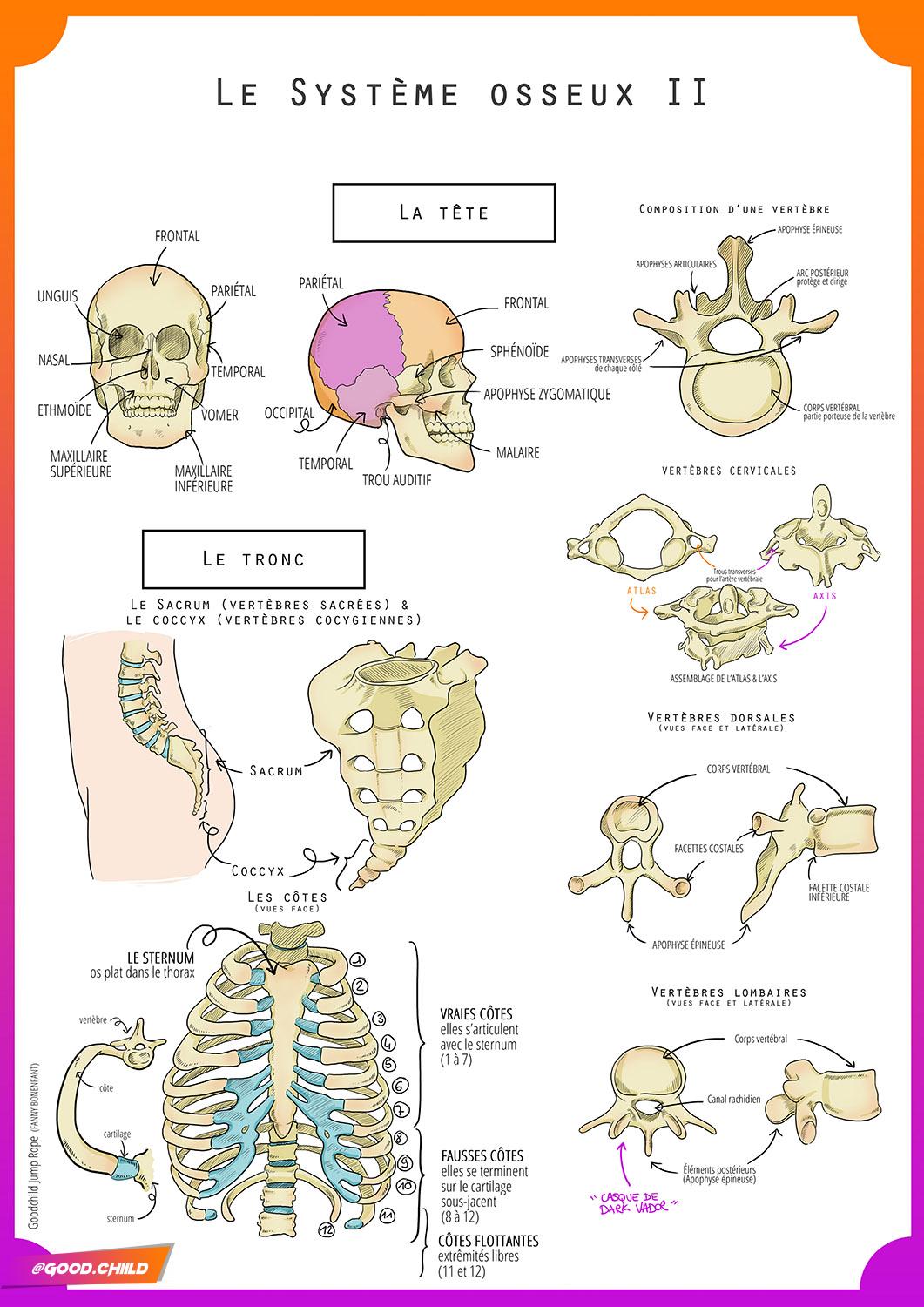 Le système osseux 2 : Du crâne au tronc - Fanny Goodchild corde à sauter