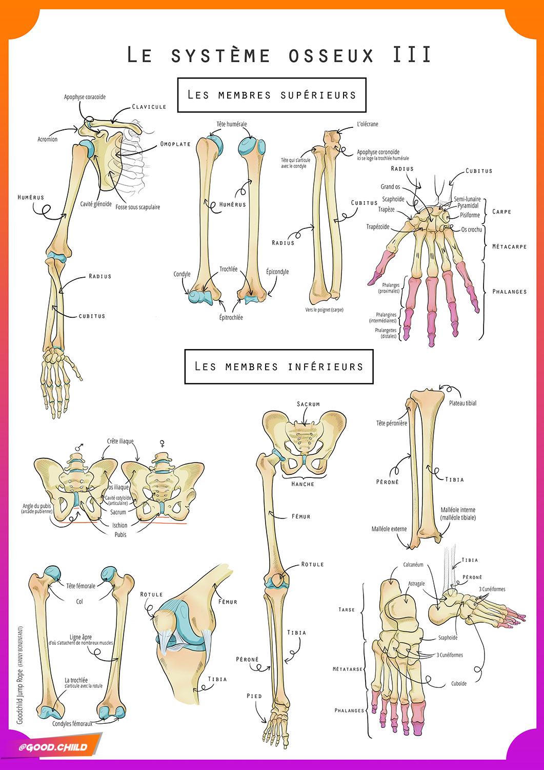 Le système osseux 3 : Les membres du squelette - Goodchild corde à sauter