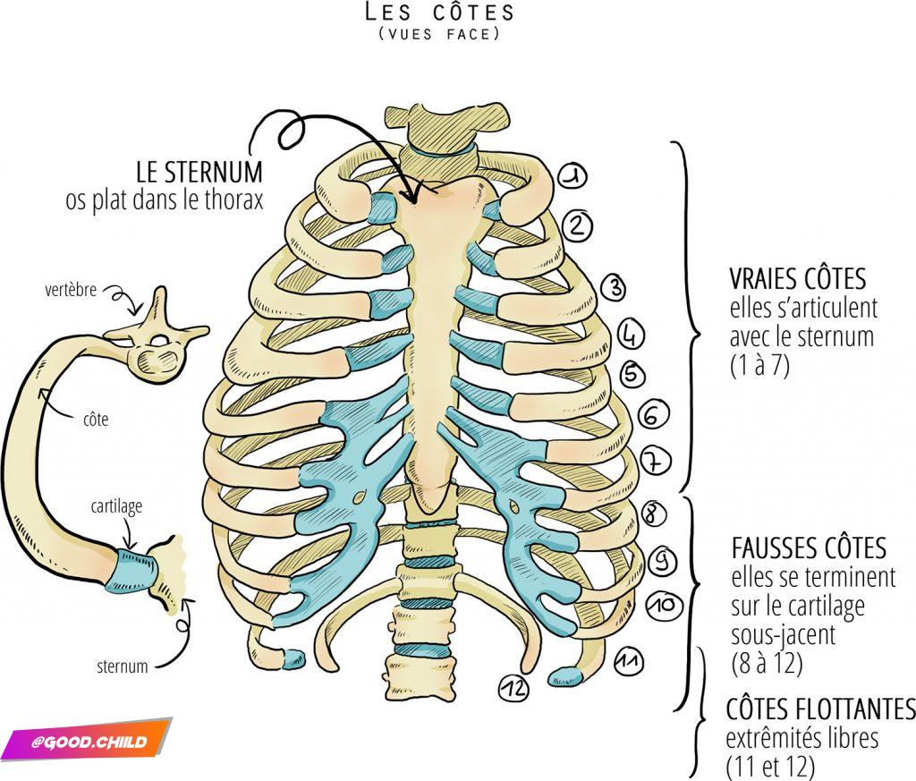 Le système osseux 2 : Du crâne au tronc - Goodchild corde à sauter