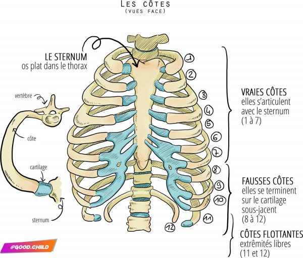 Le système osseux 2 : Du crâne au tronc - Goodchild corde à sauter