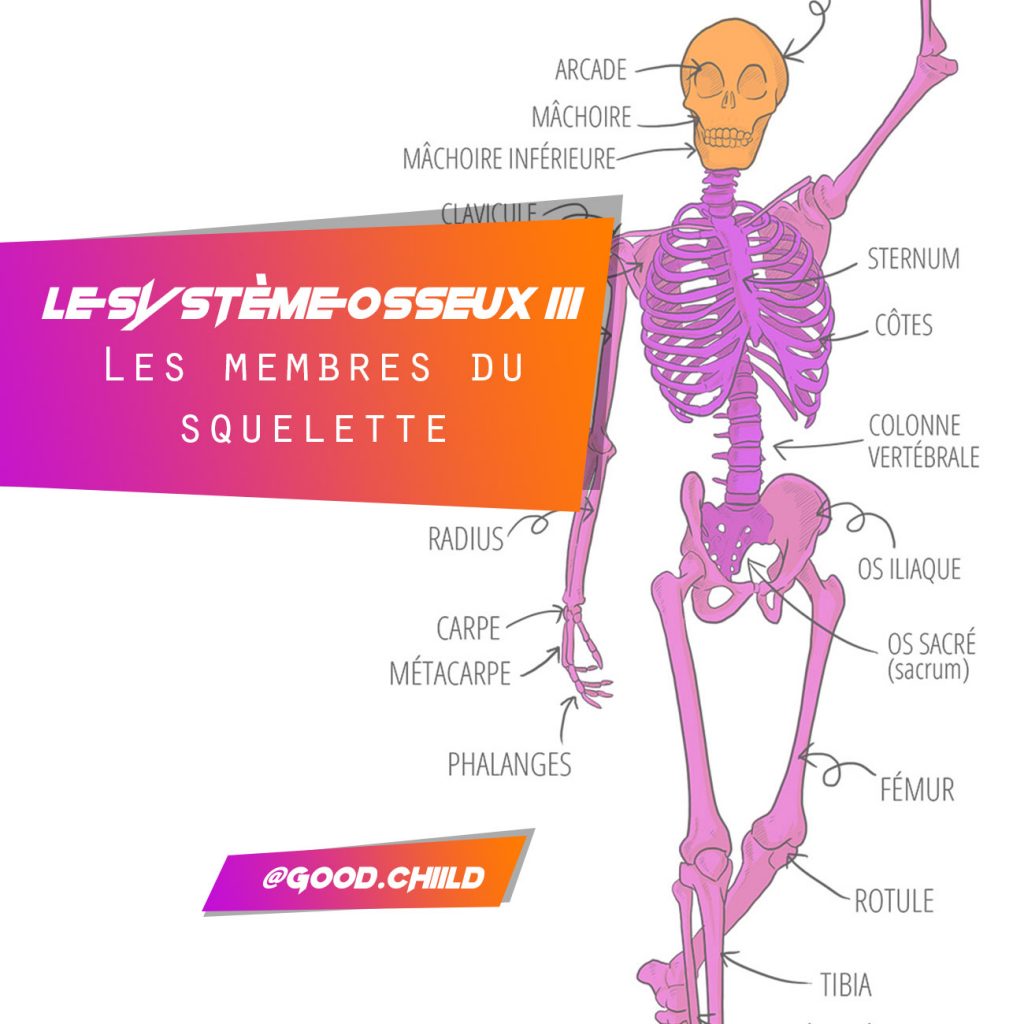 Le système osseux 3 : Les membres du squelette - Goodchild corde à sauter